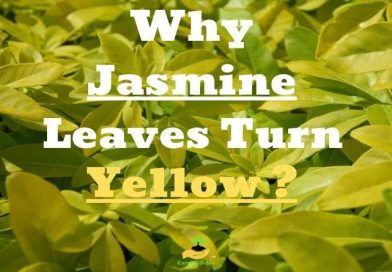[6 Reasons] Why Raspberry Leaves are Turning Yellow!