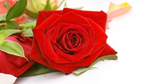 14 Flowers That Mean Loyalty: Surprise Your Loved Ones!