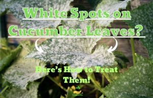 White Spots on Cucumber Leaves: How To Quickly Eliminate Them!