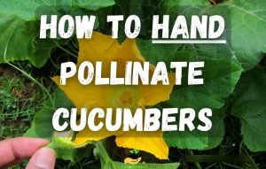 How to Hand Pollinate Cucumbers: A Clear and Confident Guide - Care Of ...